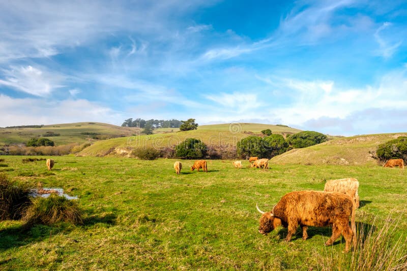Highland Cows on a Field, California Stock Photo - Image of livestock ...