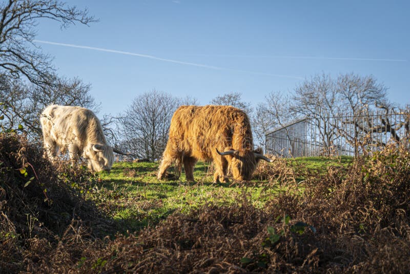 Highland Cows stock photo. Image of grass, countryside - 227678250