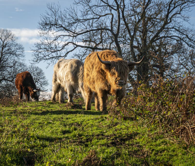 Highland Cows stock photo. Image of country, grazing - 227678258