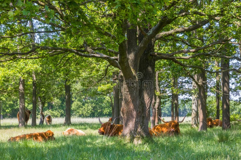 Highland Cows Looking for Shade Under Trees in Nature Area Hijkerveld ...