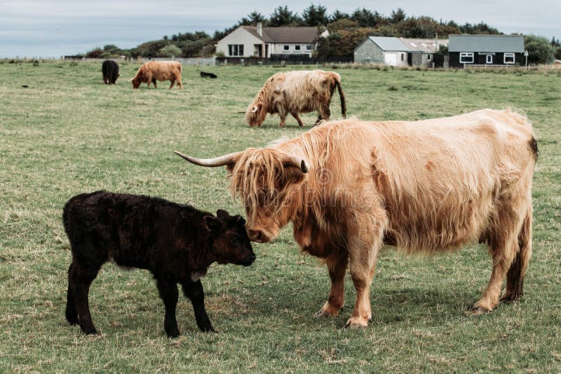 Highland cows in Scotland stock photo. Image of farm - 263801864
