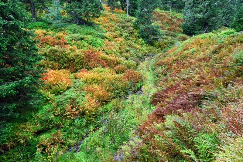 Thick fern stock image. Image of wood, summertime, green - 2789619