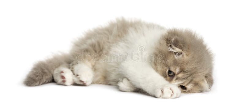 Highland Fold Kitten Lying His Side Isolated White Stock Photos - Free ...