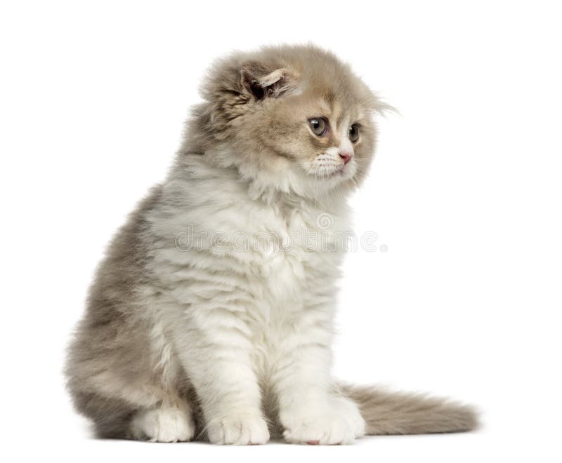 Highland Fold Kitten Sitting Isolated on White Stock Photo - Image of ...