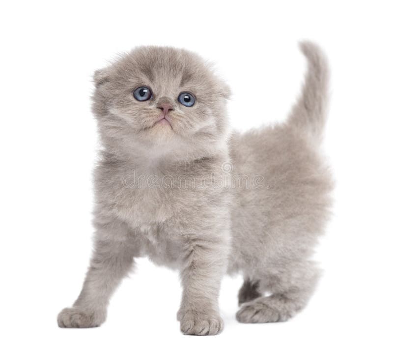 Highland Fold Kitten Standing, Looking Up, Isolated Stock Photo - Image ...