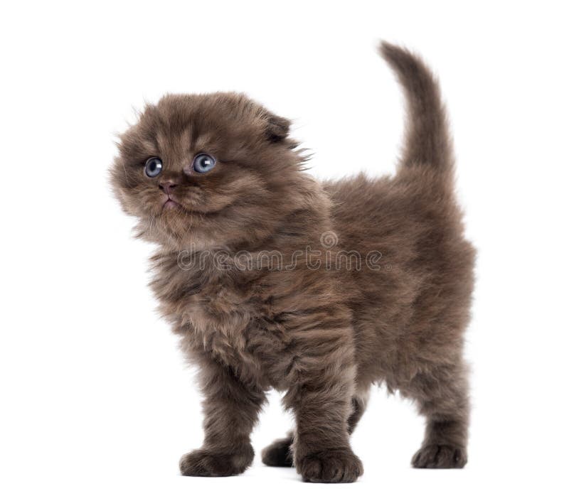 Highland Fold Kitten Standing, Looking Upwards, Isolated Stock Image ...
