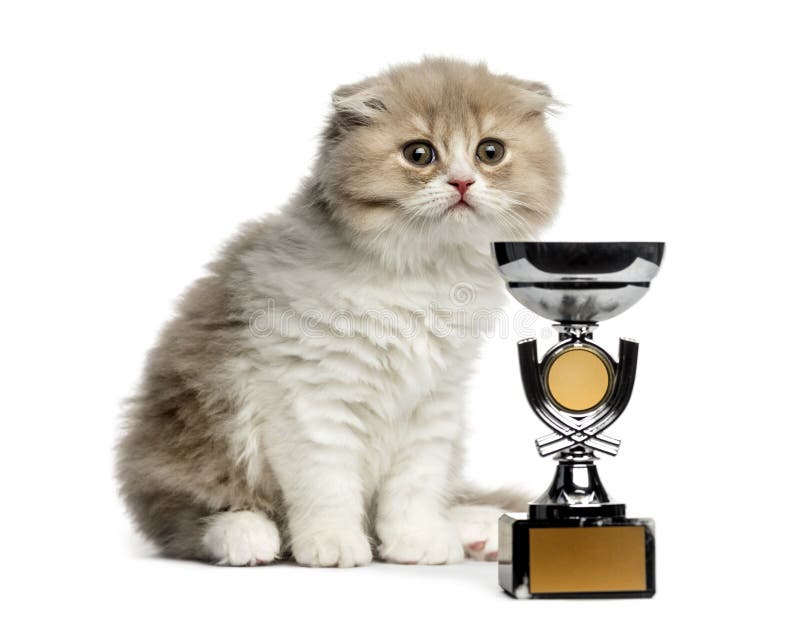 Highland Fold Kitten with a Trophy Isolated on White Stock Image ...