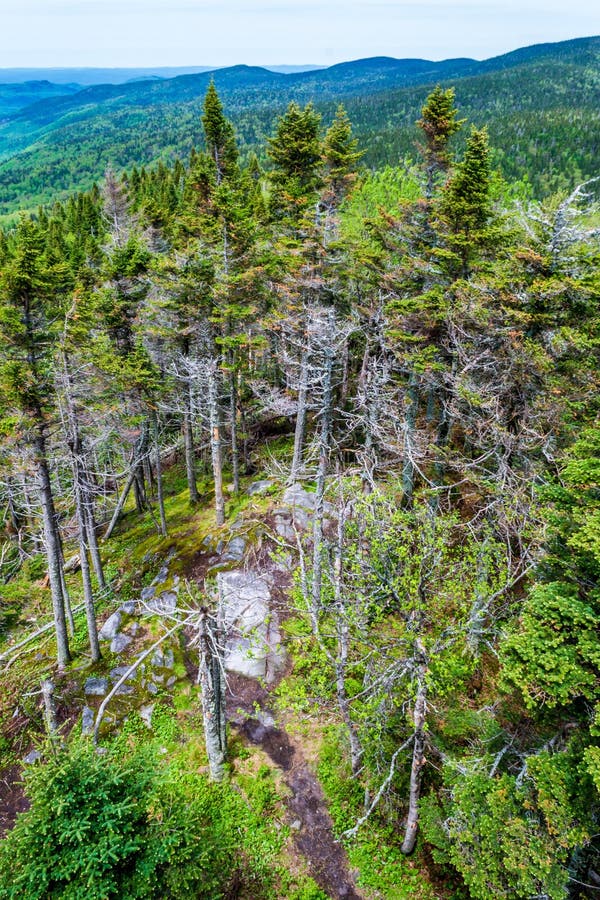 Highland forest in summer stock photo. Image of panoramic - 56705730