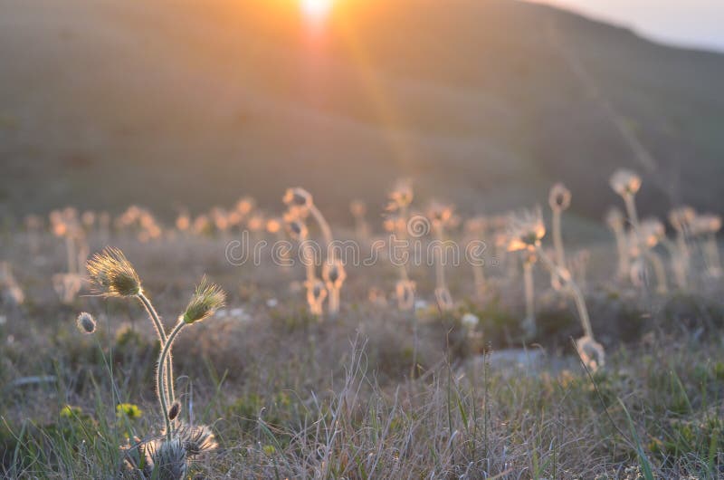 Highland grass and sunset stock image. Image of nature - 85239603