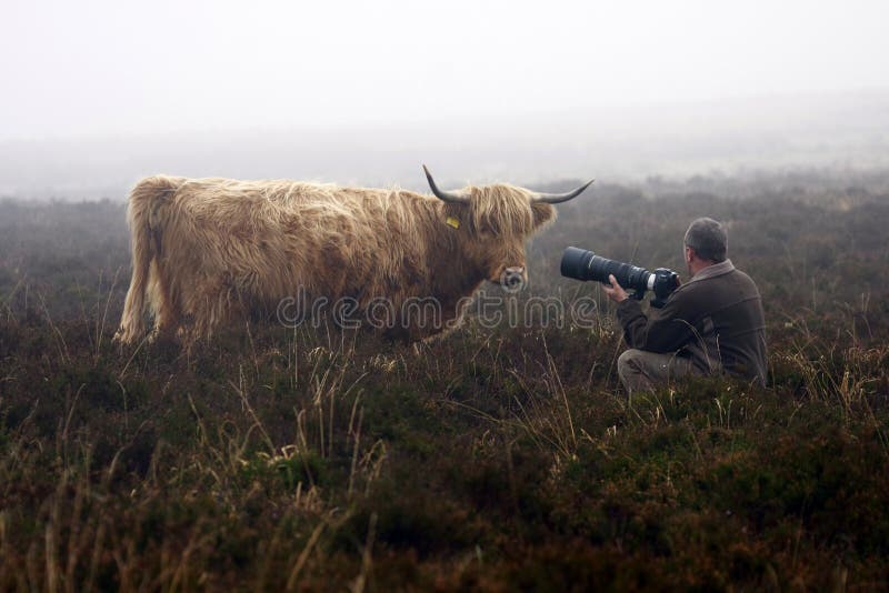 Highland Highlight stock image. Image of heather, canon - 22303015