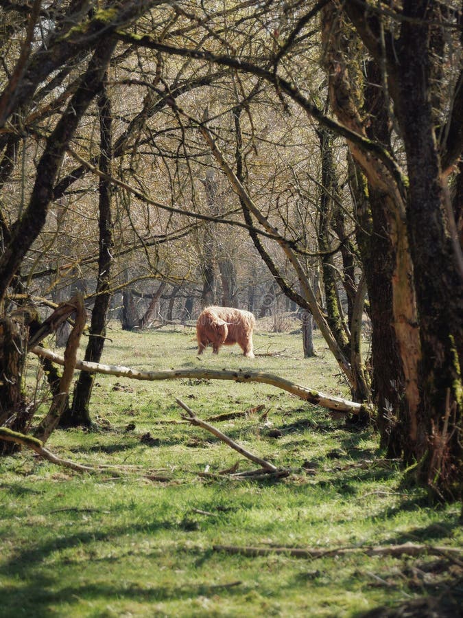 Highland Rind at the Bogenseekette Stock Photo - Image of bull, look ...