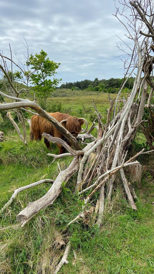 Scottish Highlander or Highland Cattle on Dunes in North Holland. the ...