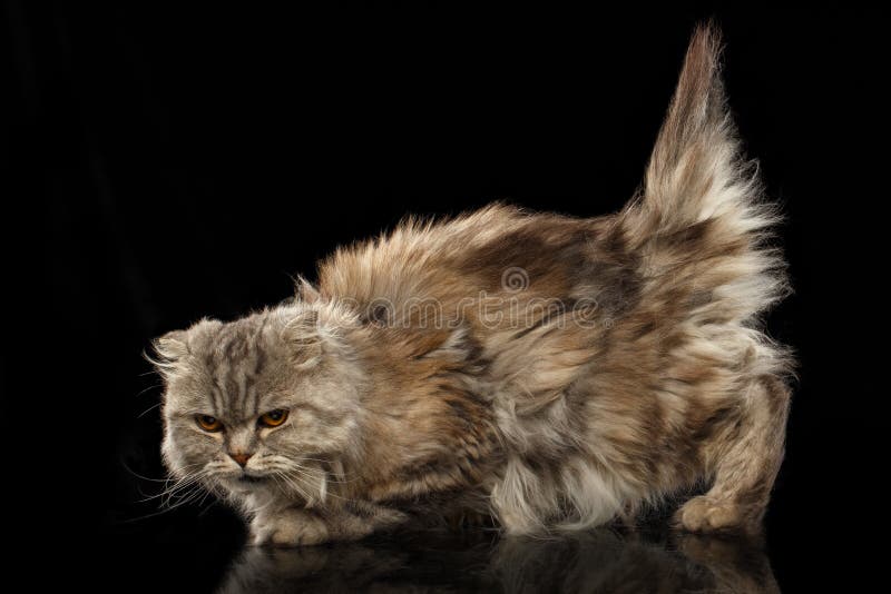 Highland Scottish Fold Cat with Short Tail on Black Mirror Stock Photo ...