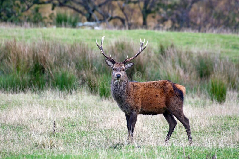 551 Highland Stag Stock Photos - Free & Royalty-Free Stock Photos from ...