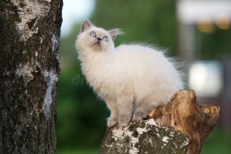 Highland Straight Kitten Outdoors Stock Photo - Image of straight ...