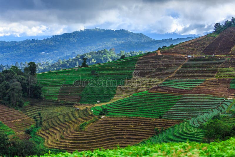 Highland vegetable field stock photo. Image of cultivation - 40182468