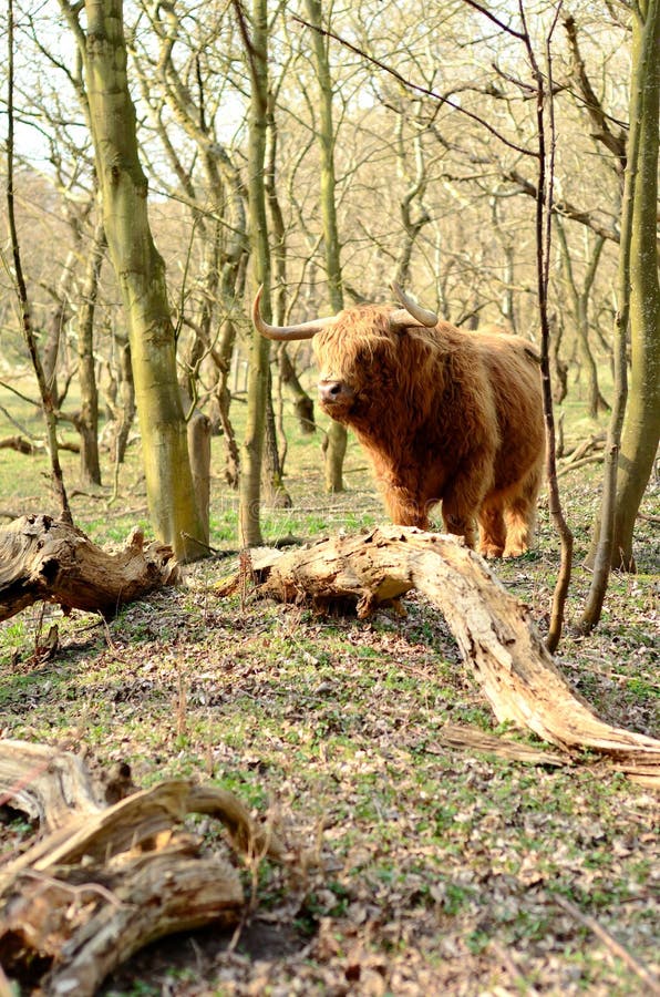 Highlander cow stock photo. Image of pasture, meadow - 24284086