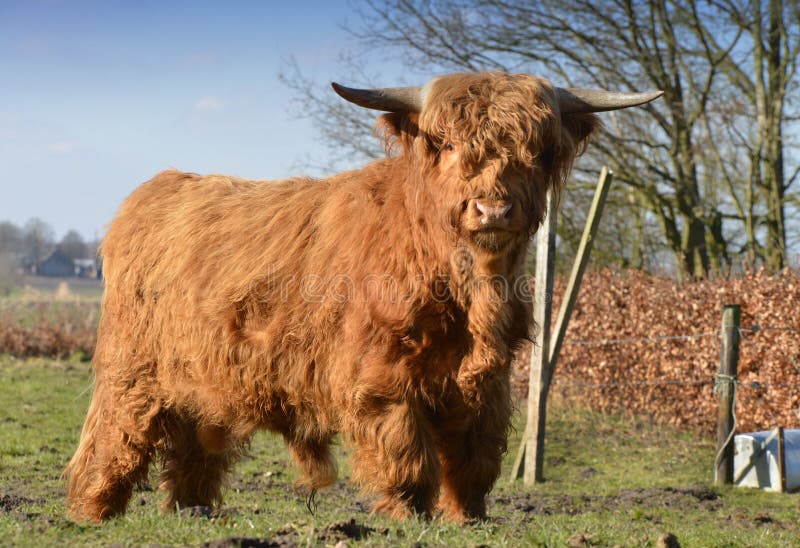 Highlander cow stock photo. Image of scruffy, live, horns - 29585230