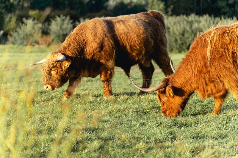 Highlander Cows in the Dunes of Wassenaar the Netherlands. Stock Photo ...
