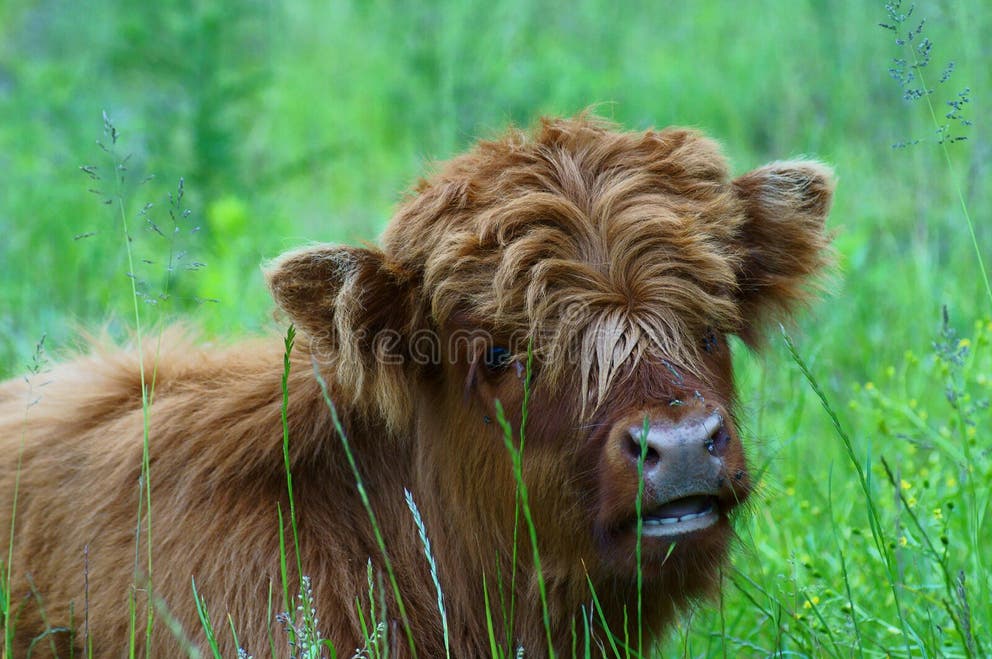 Highlander Lying in the Grass Stock Photo - Image of meadow ...