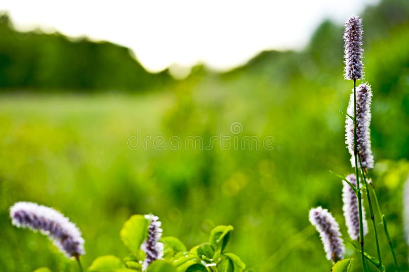 Highlander Snake Plant in Early Summer. Medicinal Plant Stock Image ...