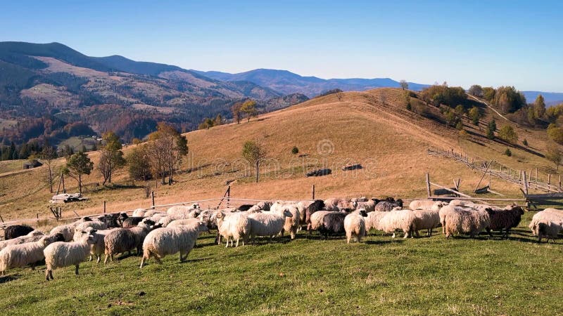 Highlanders Hutsuls are Engaged in Cattle Breeding Stock Video - Video ...