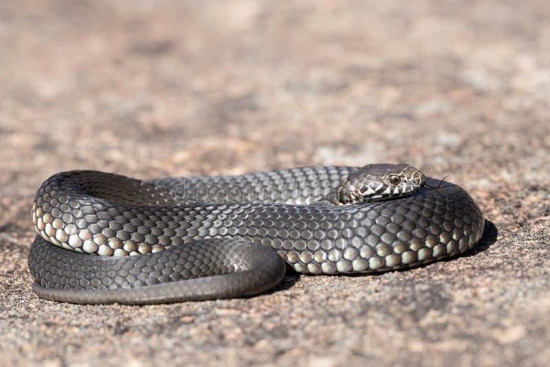 Highlands Copperhead stock photo. Image of austrelaps - 188482680