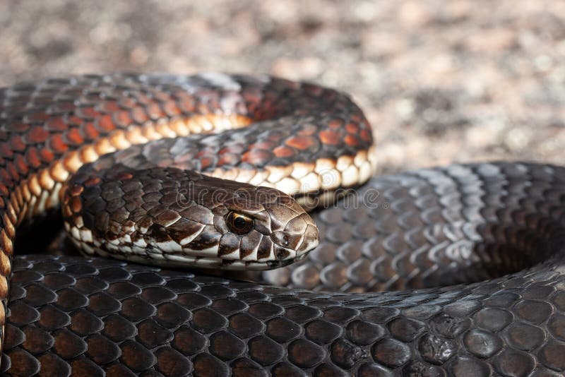 Copperhead Snake Australia Stock Photos - Free & Royalty-Free Stock ...