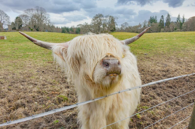 Highlands Cows, Scottish Highlands, Scotland Stock Image - Image of ...