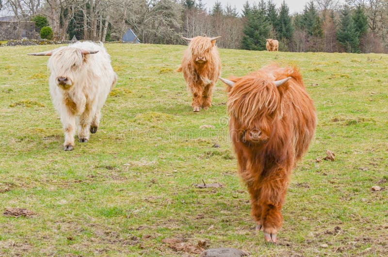 Highlands Cows, Scottish Highlands, Scotland Stock Photo - Image of ...