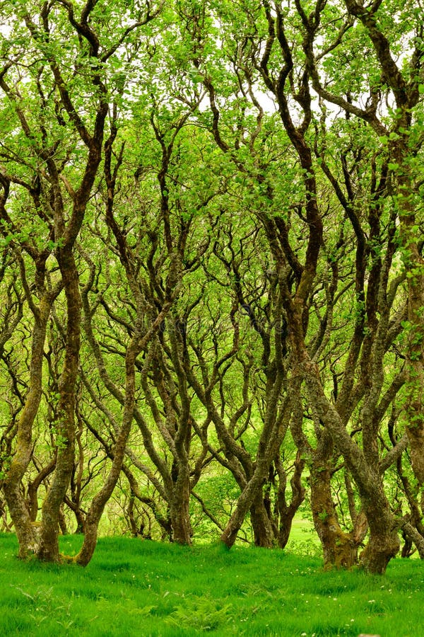 Highlands of Scotland Landscape ,green Forest Stock Image - Image of ...