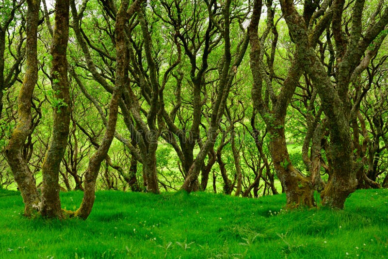 Highlands of Scotland Landscape ,green Forest Stock Photo - Image of ...