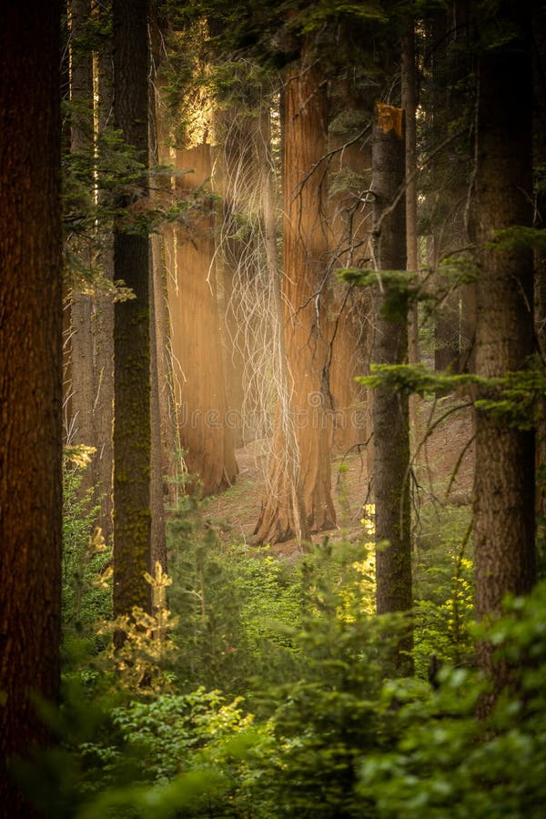 HIghlight of the Forest stock photo. Image of outdoor - 268883442