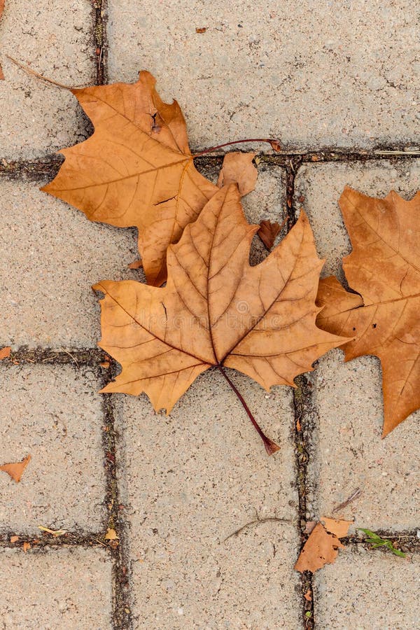 Highlight of a maple leaf stock photo. Image of autumn - 218330984