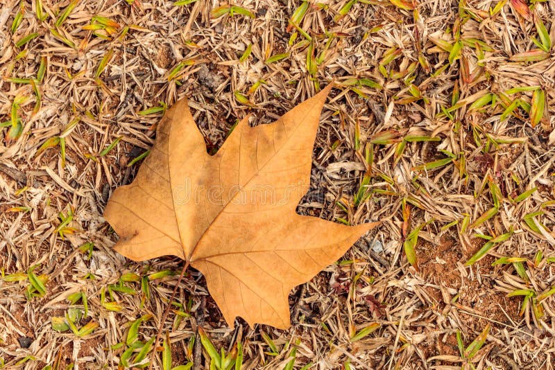 Highlight of a maple leaf stock image. Image of trunk - 218330995
