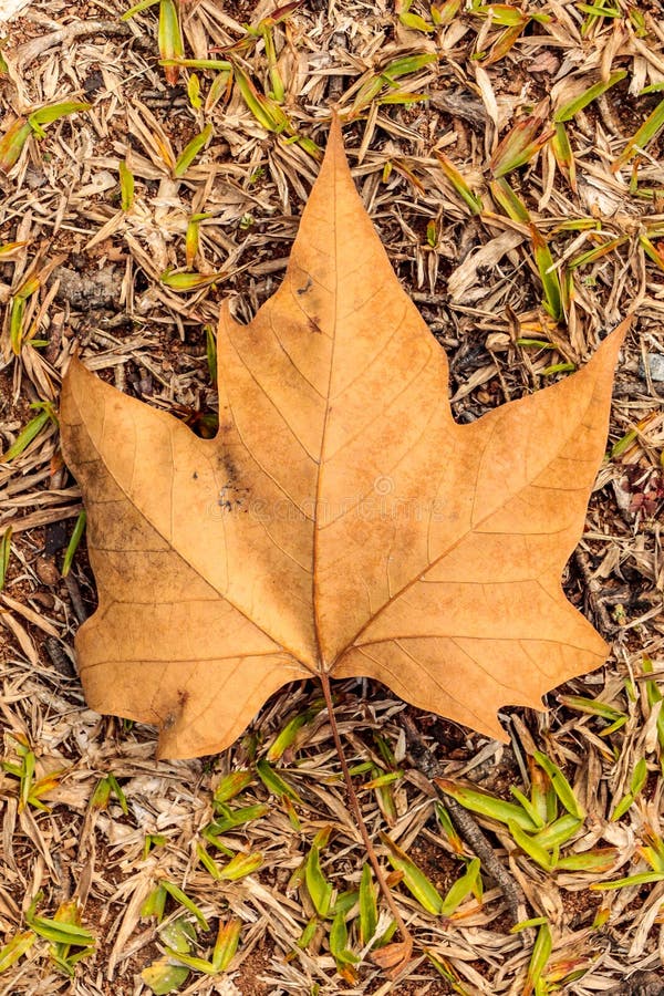 Highlight of a maple leaf stock photo. Image of woodland - 218330992