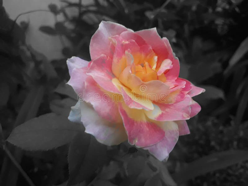 Highlight rose stock photo. Image of bloom, beautiful - 119878976