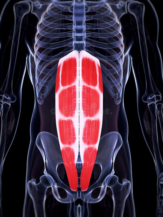Highlighted Abdominal Muscles Stock Illustration - Illustration of ...