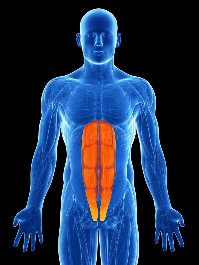 Highlighted abs stock illustration. Illustration of blue - 30721911