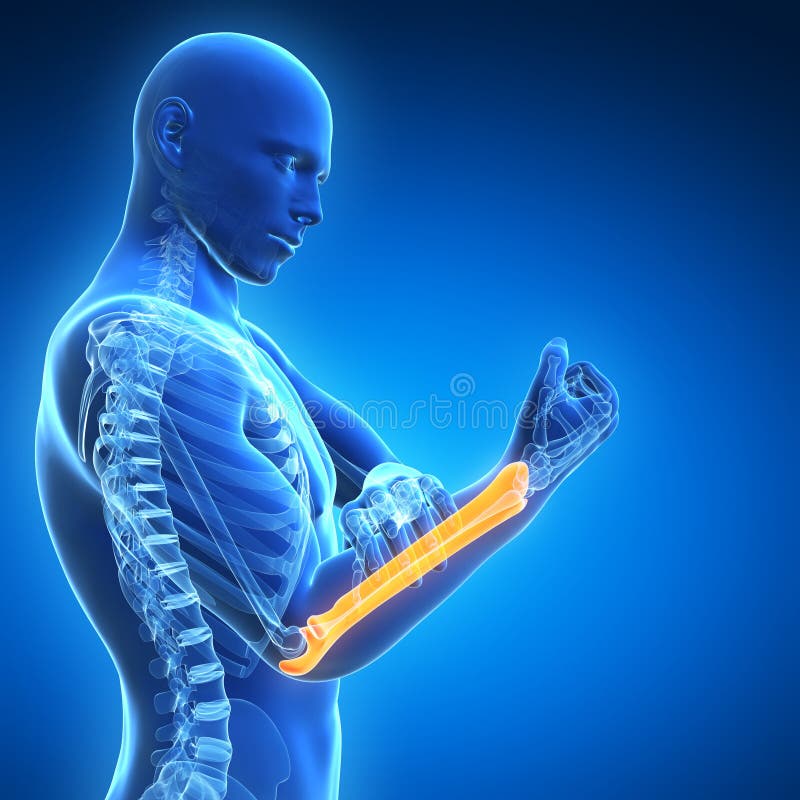 Highlighted arm stock illustration. Illustration of human - 30722340