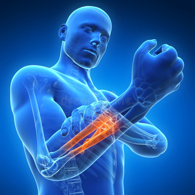 Highlighted sacrum stock illustration. Illustration of science - 28961602