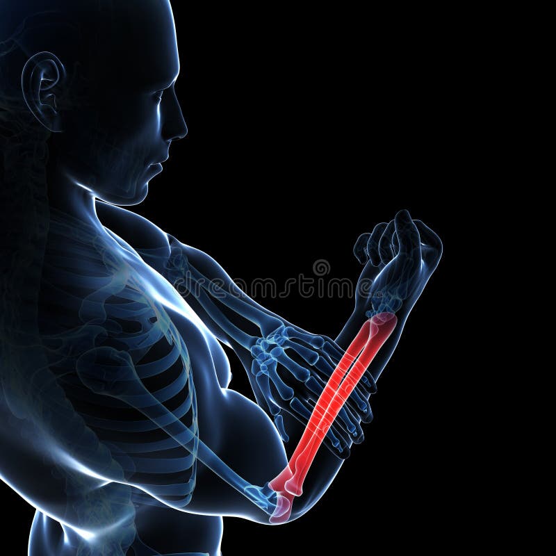 Highlighted arm stock illustration. Illustration of radius - 30722369