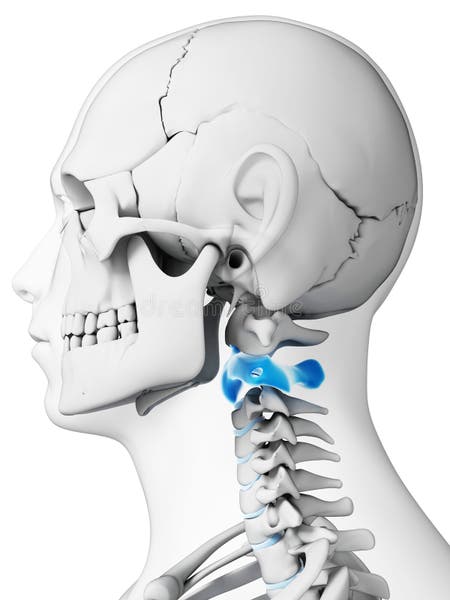 Highlighted axis vertebrae stock illustration. Illustration of anatomy ...