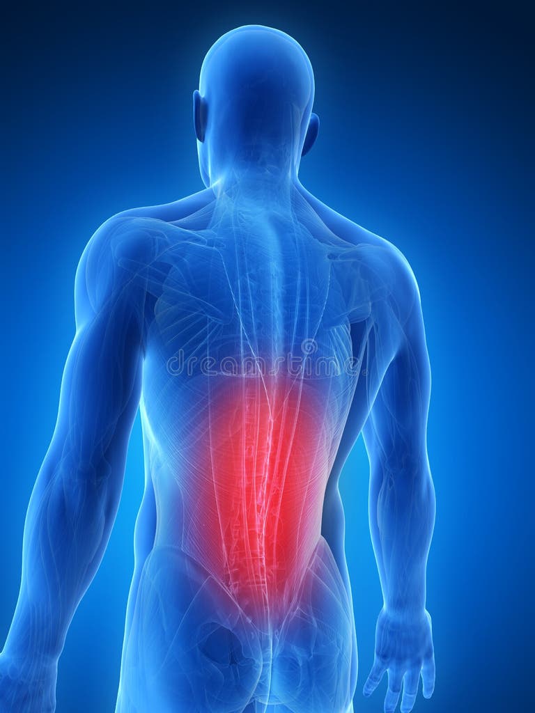 Muscles Back Anatomy Stock Illustrations – 839 Muscles Back Anatomy ...