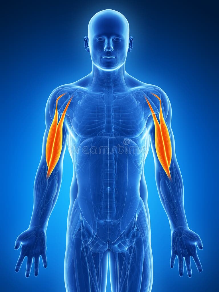 Biceps Stock Illustrations – 16,397 Biceps Stock Illustrations, Vectors ...