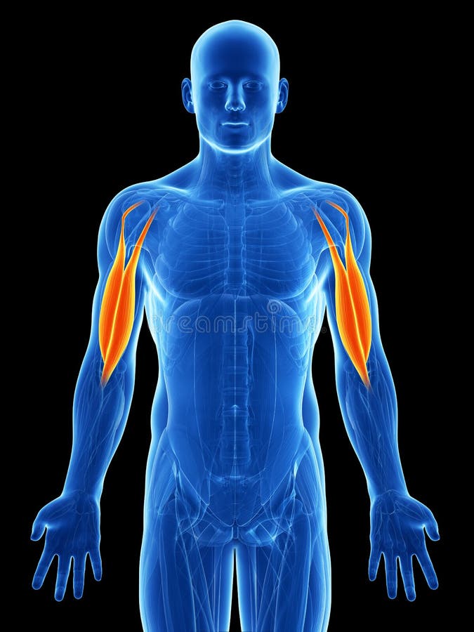 Biceps Stock Illustrations – 14,766 Biceps Stock Illustrations, Vectors ...