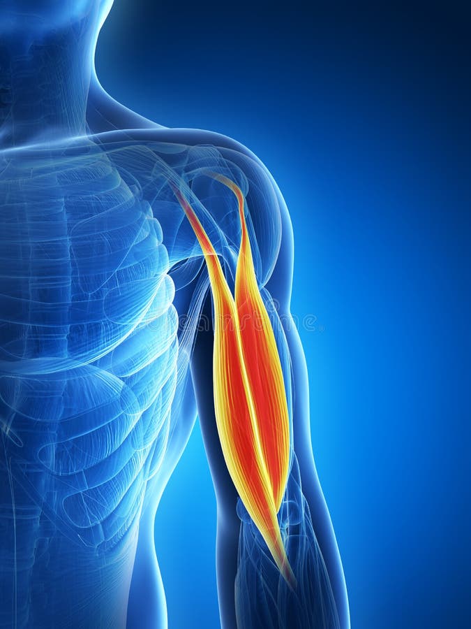 Biceps Stock Illustrations – 17,961 Biceps Stock Illustrations, Vectors ...