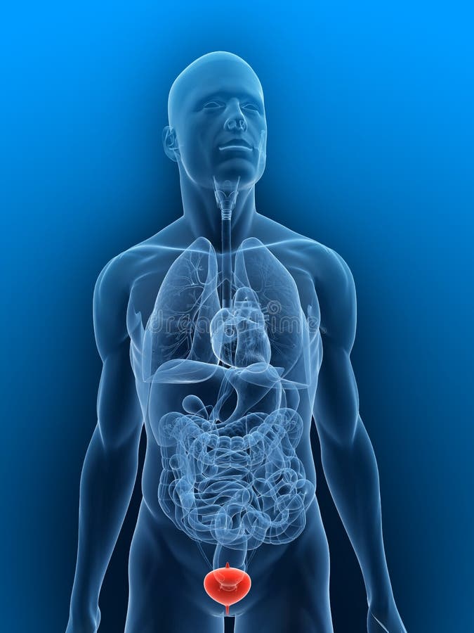 Highlighted bladder stock illustration. Illustration of achy - 10244598