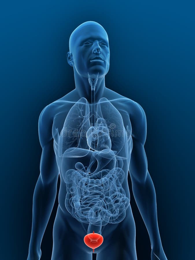 The male bladder stock illustration. Illustration of urinary - 162295140