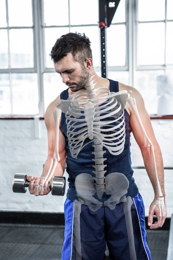 Highlighted Bones of Strong Man Lifting Weights at Gym Stock Image ...
